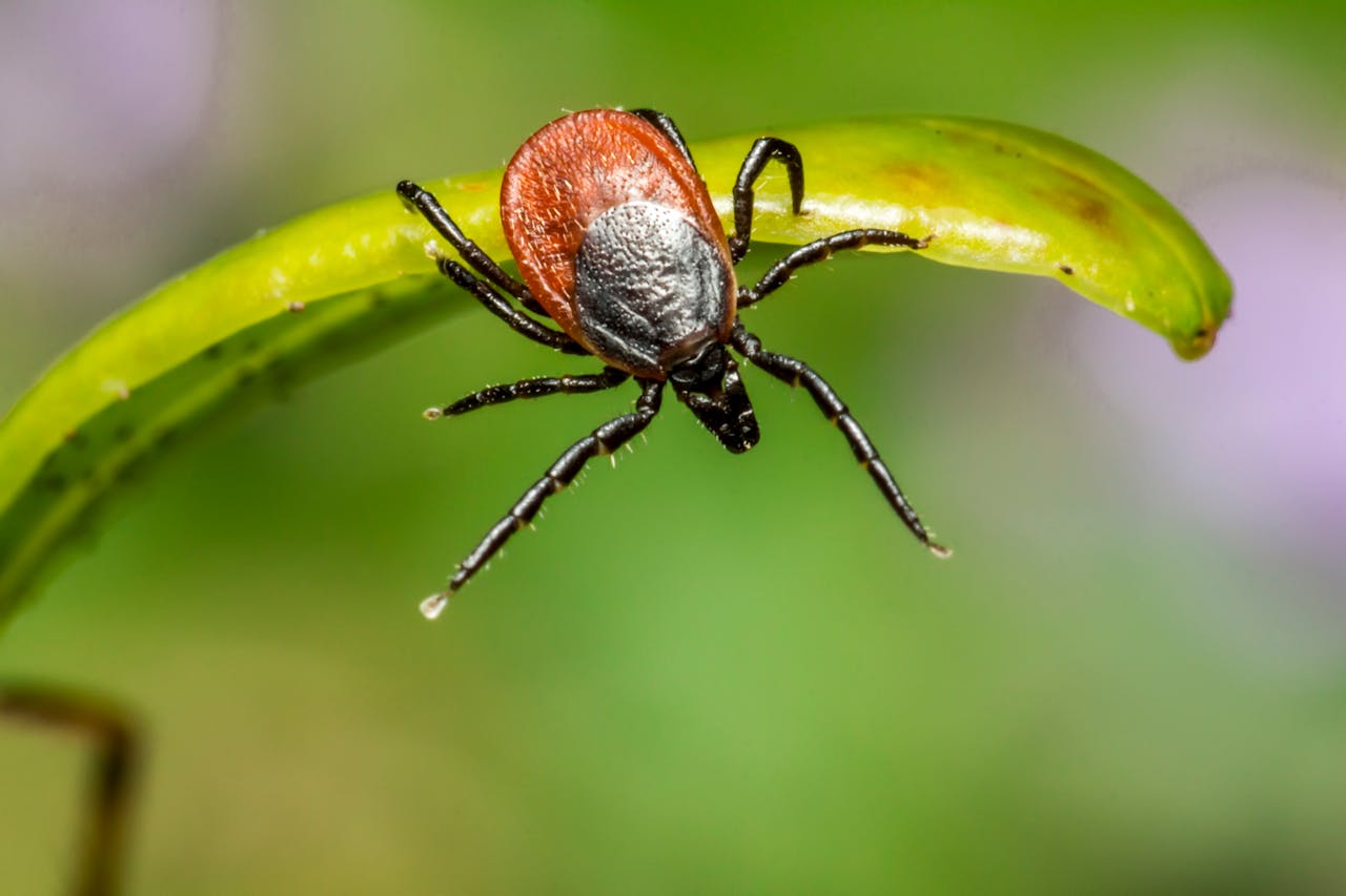 Doença de Lyme: Sintomas, Causas e Tratamentos - Pediatria Digital